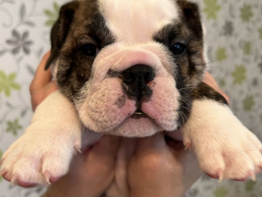 Девочки-английские бульдожата тигровая и белая