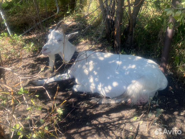 Коза 4 литра