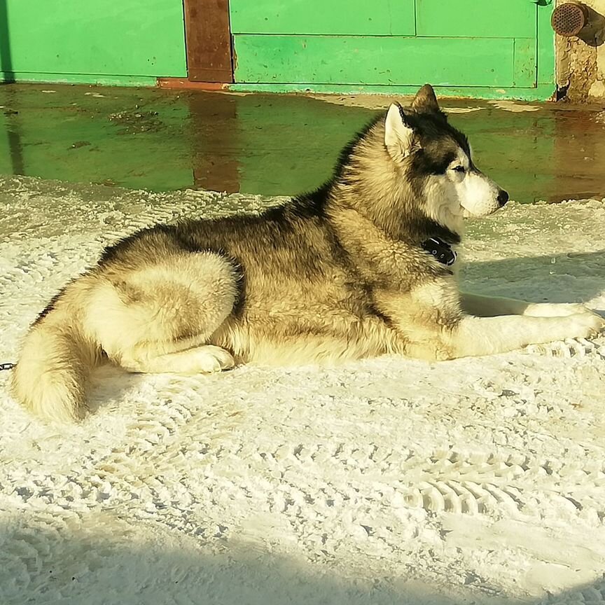 Вязка собак хаски
