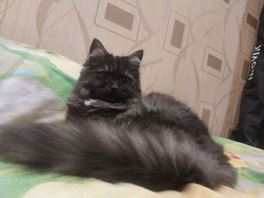 Кошка