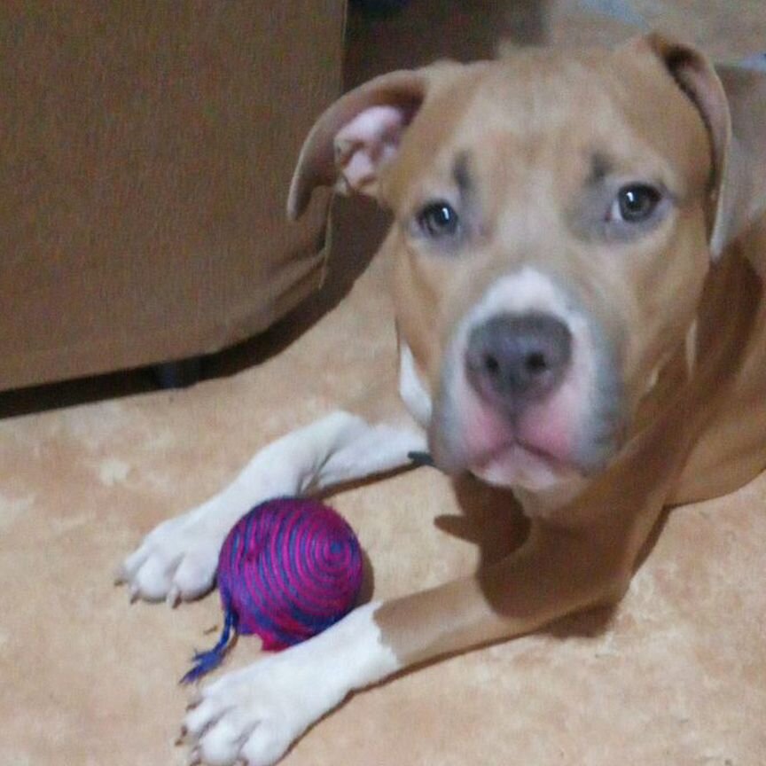 Американский стаффордширский терьер, щенок