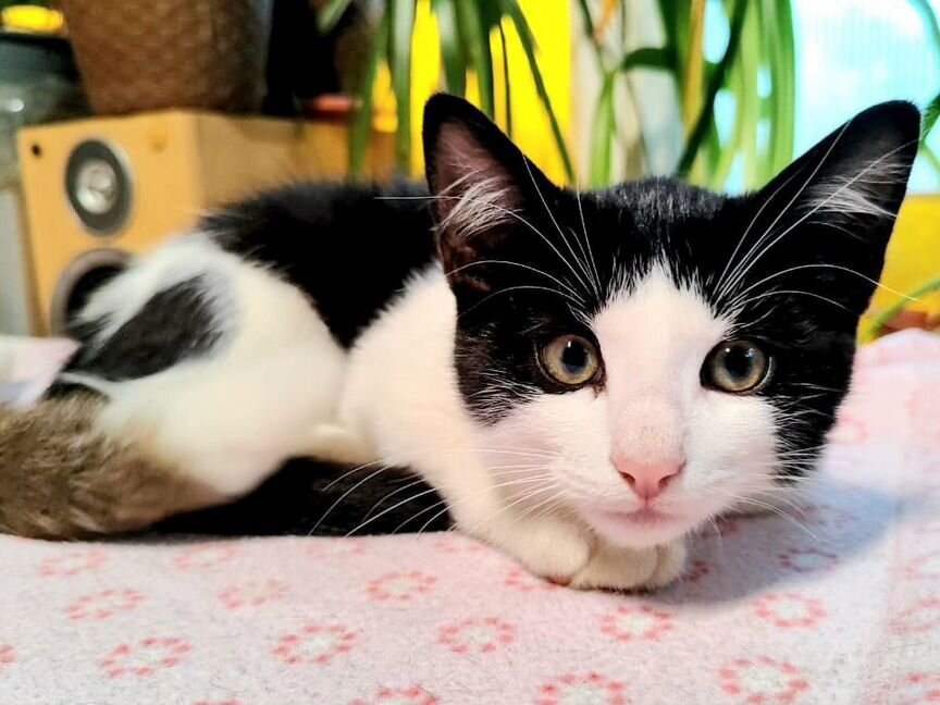 Хочу домой Ласковый 3 мес. котик