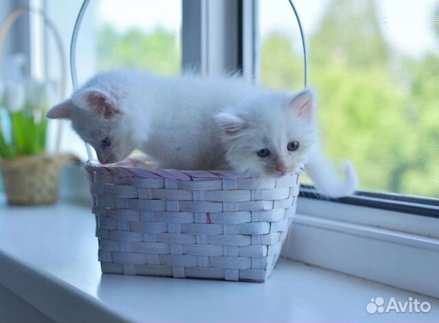 Котята в добрые руки