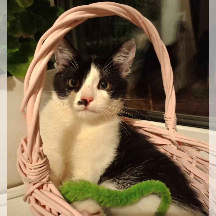 Котята от домашней кошки москва бесплатно