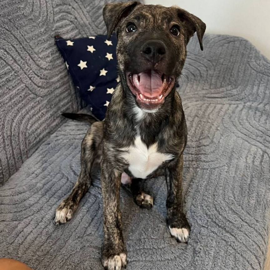 Американский стаффордширский терьер, щенок