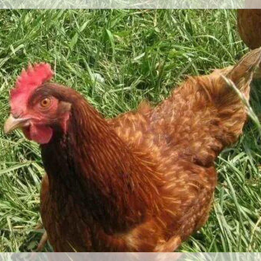 Куры несушки