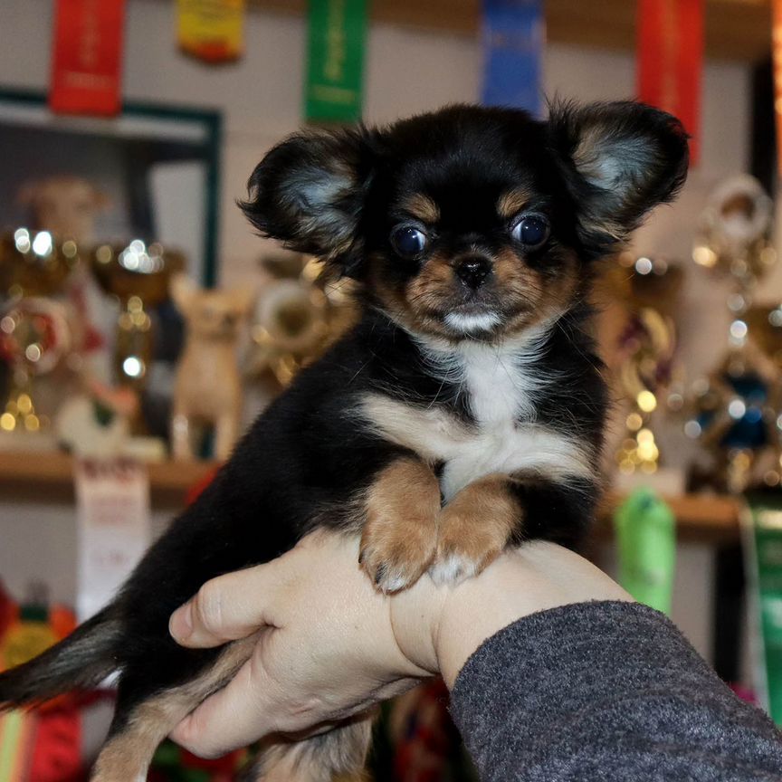 Зефирка. Супер Чиxуаxуа с доставкой и видео