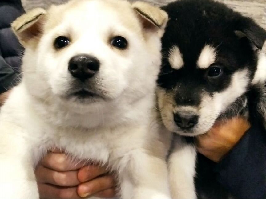 Щенки сибирской хаски