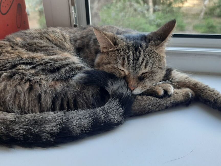 Кошка ищет новый дом