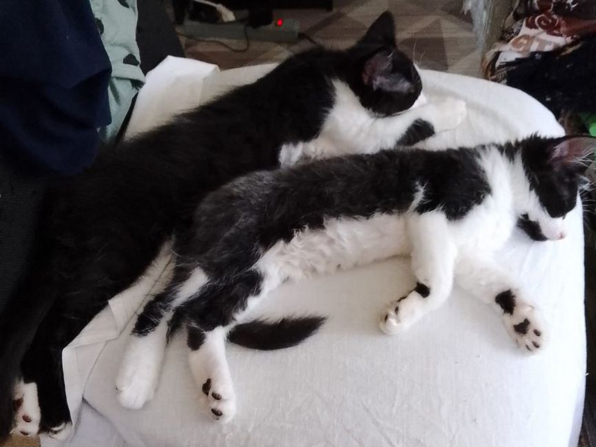 Отдам даром бесплатно в дар котята калуга