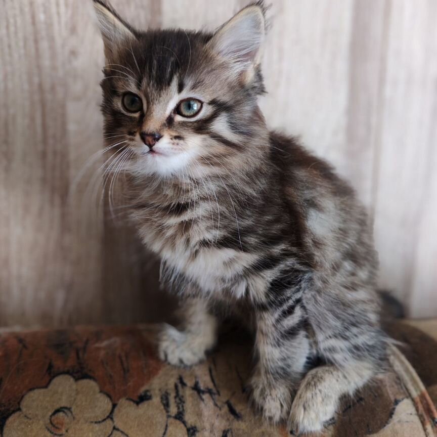 Мейн-кун котёнок