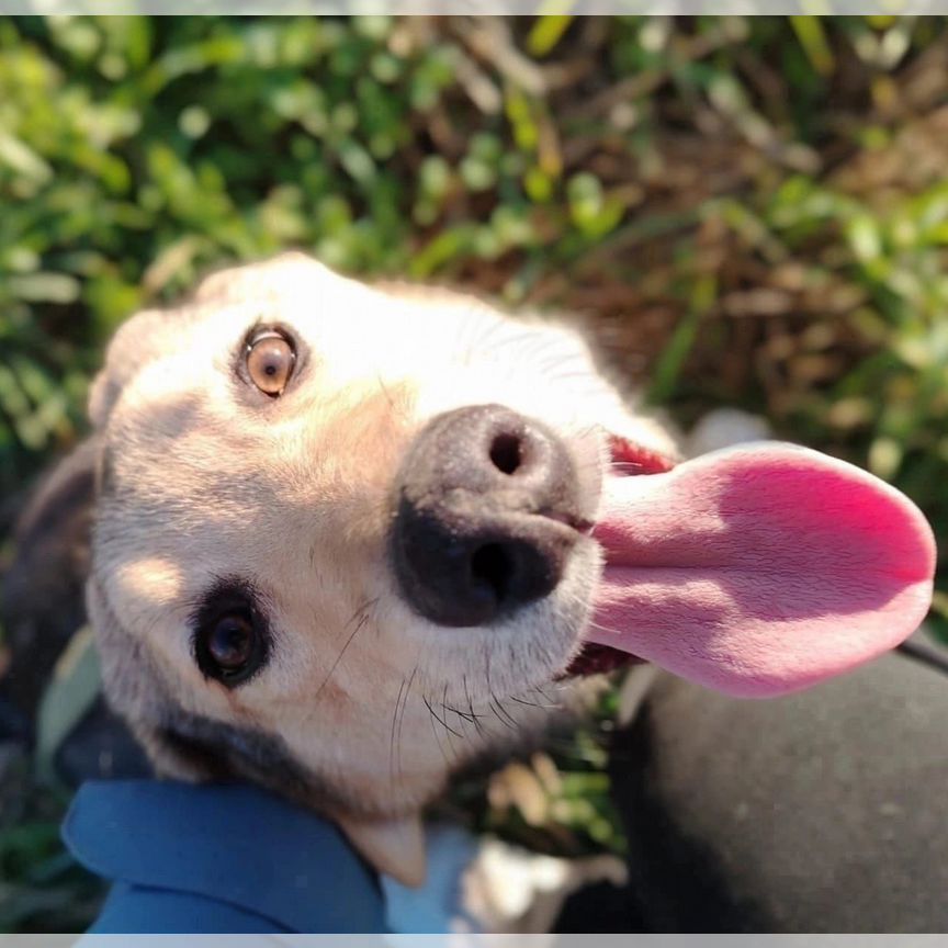 Взрослый пёс в добрые руки