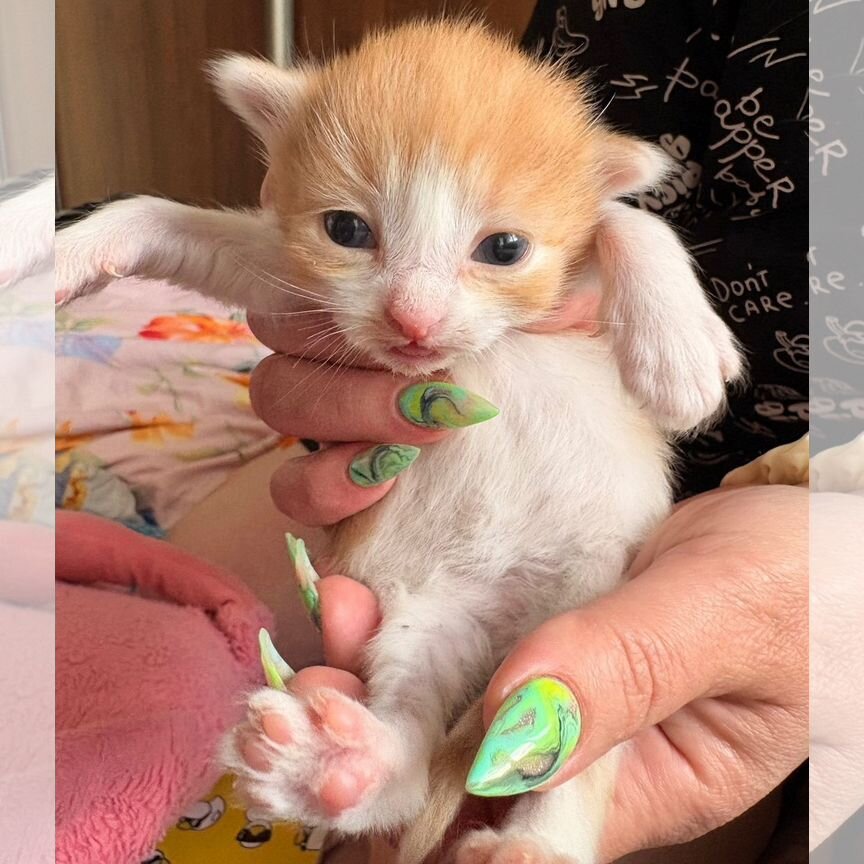 Котёнок в добрые руки