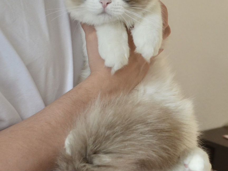 Котенок регдолл с отличным характером