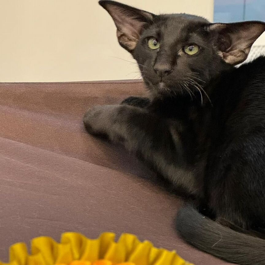 Ориентальные котята