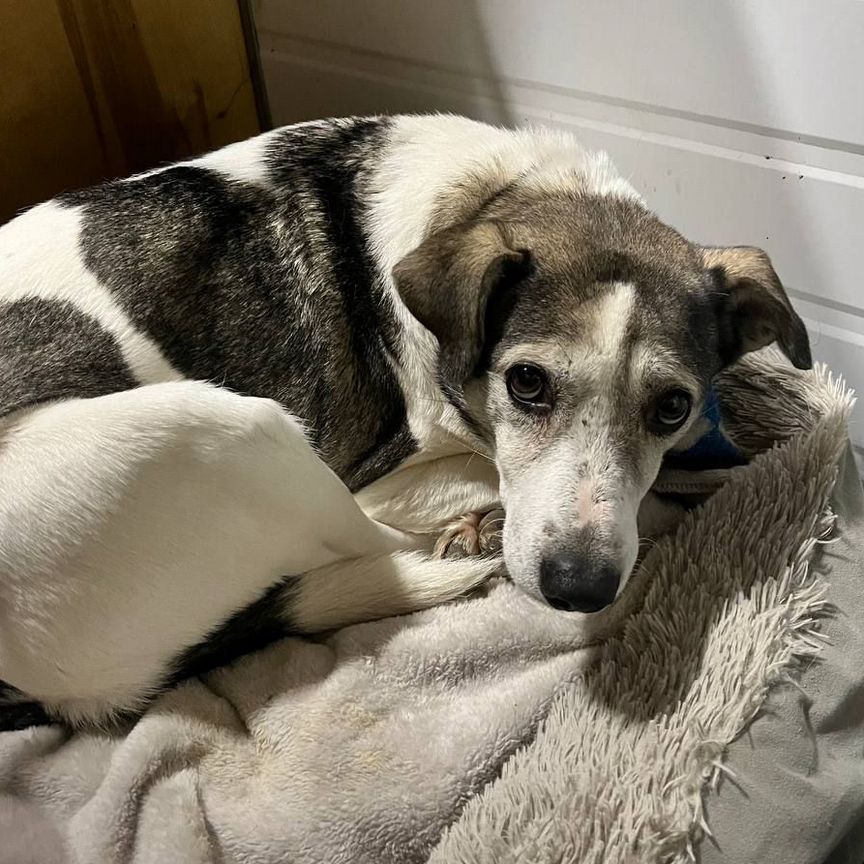 Взрослая собака в добрые руки