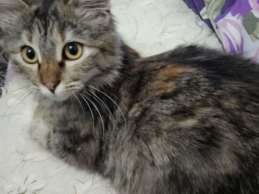 Сибирская кошка