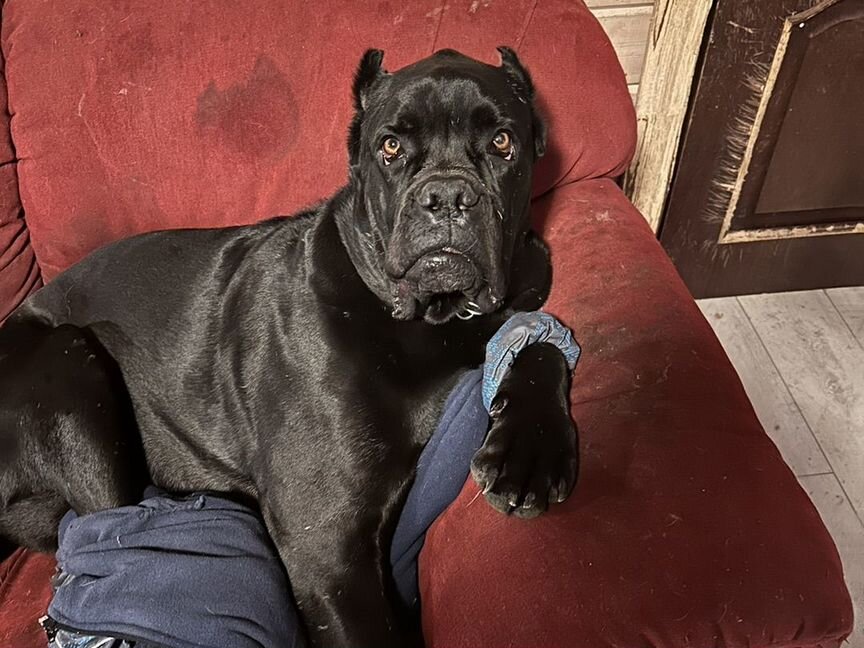 Кане Корсо в добрые руки