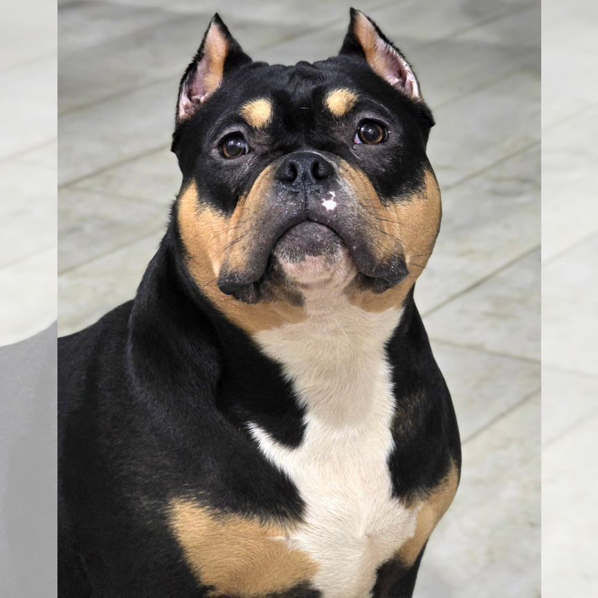 Американский булли, щенок