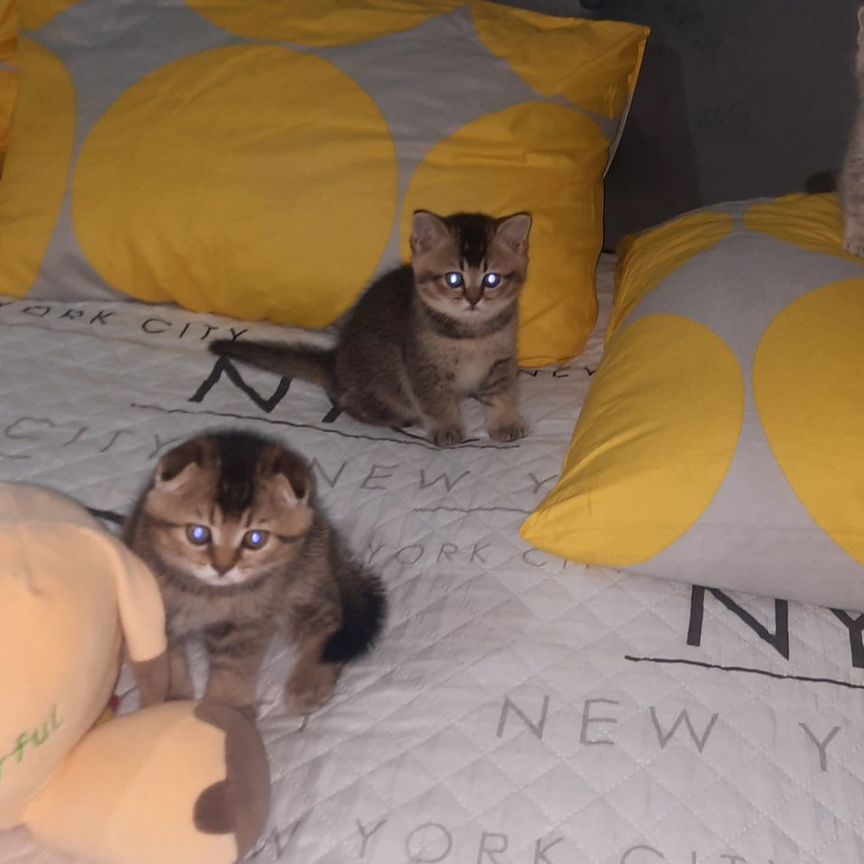 Британские котята шиншилла