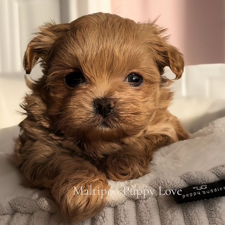 Мальтипу, щенок