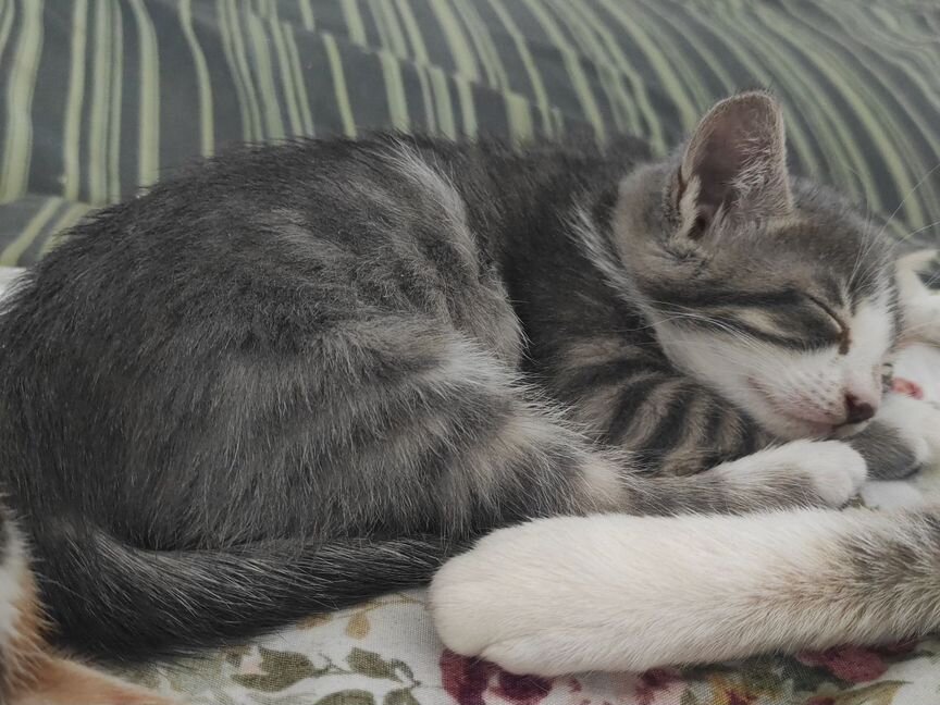 Котята в добрые руки бесплатно