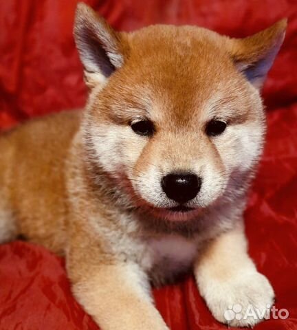 Шиба сиба ину