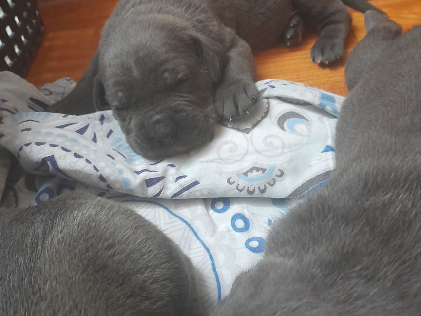 Щенки кане Корсо