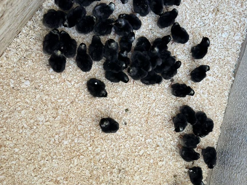 Цыплята Гриз Бар