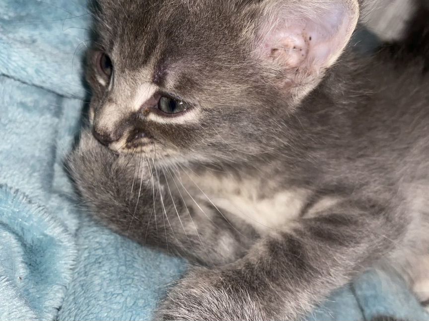 Отдам бесплатно котёнка тайской кошки