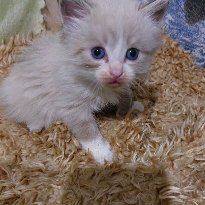 Котятки регдолл