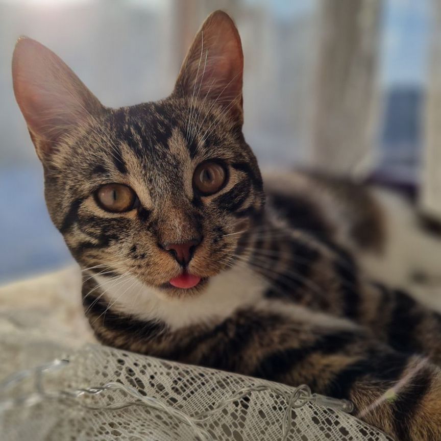 Кот