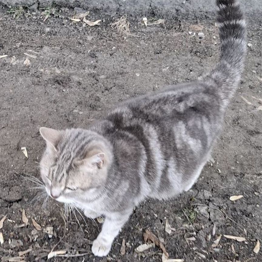 Кошечка в добрые руки