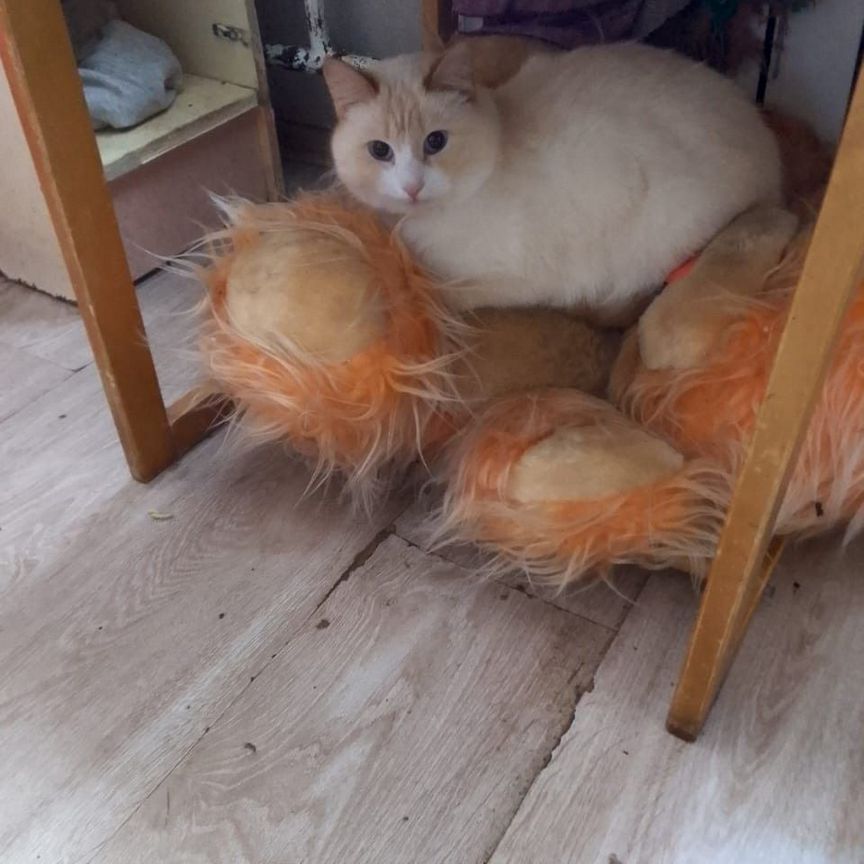 Котик в добрые руки