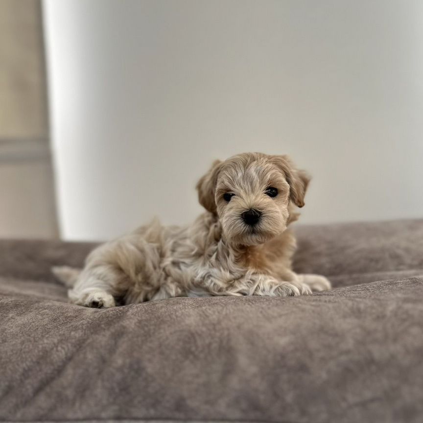 Щенки мальтипу f1 мини