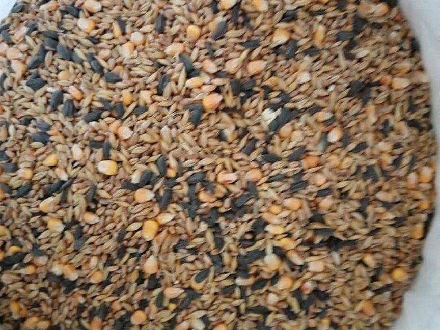 Зерномсесь