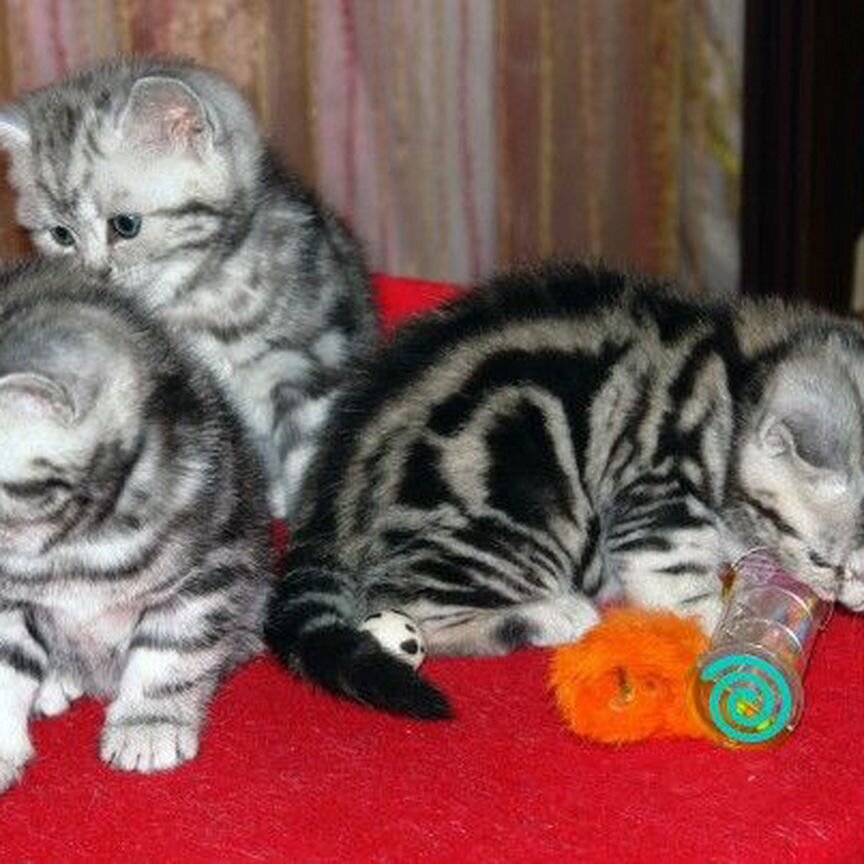 Британские котята