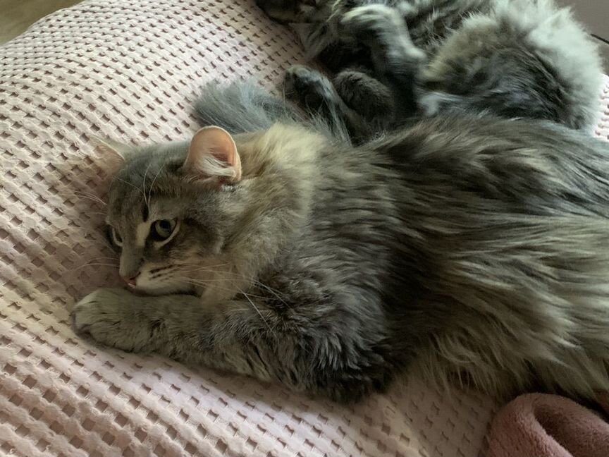 Кошка и котенок ищут новую семью