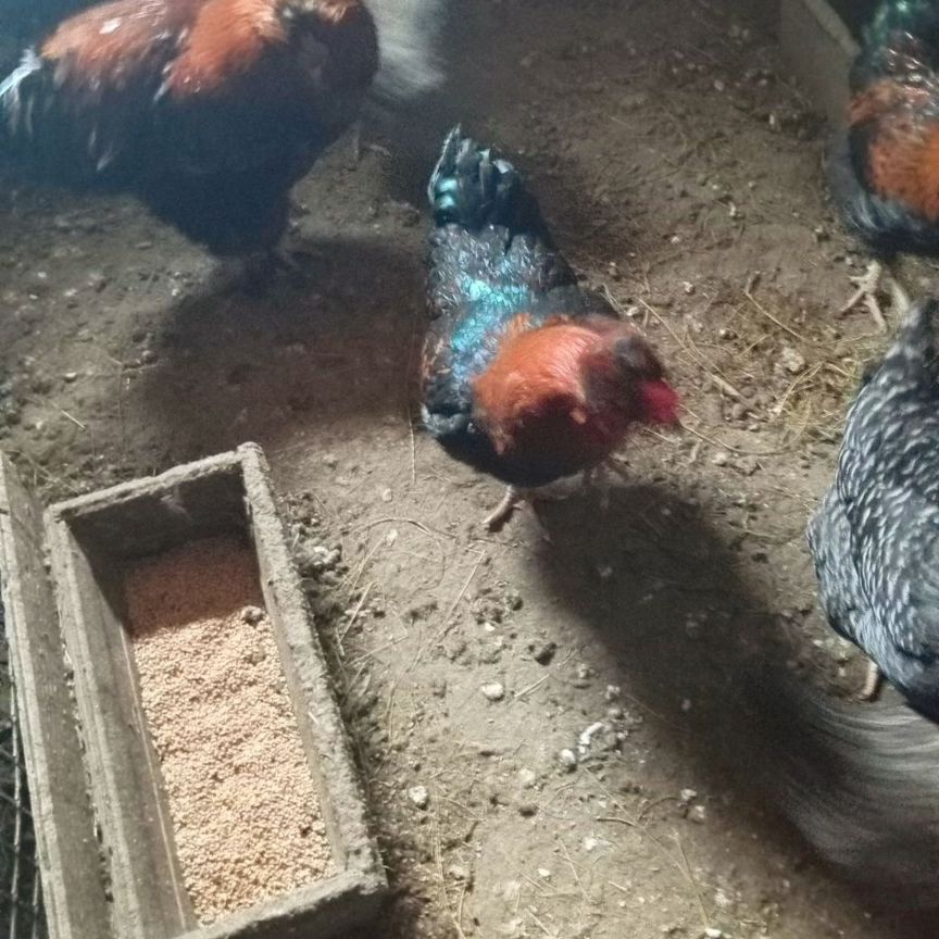 Молодые петушки