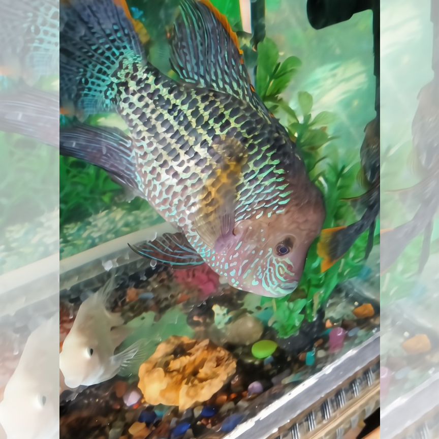 Рыбы аквариумные