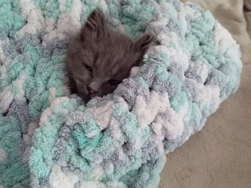 Кошка, 3 месяца, добрая