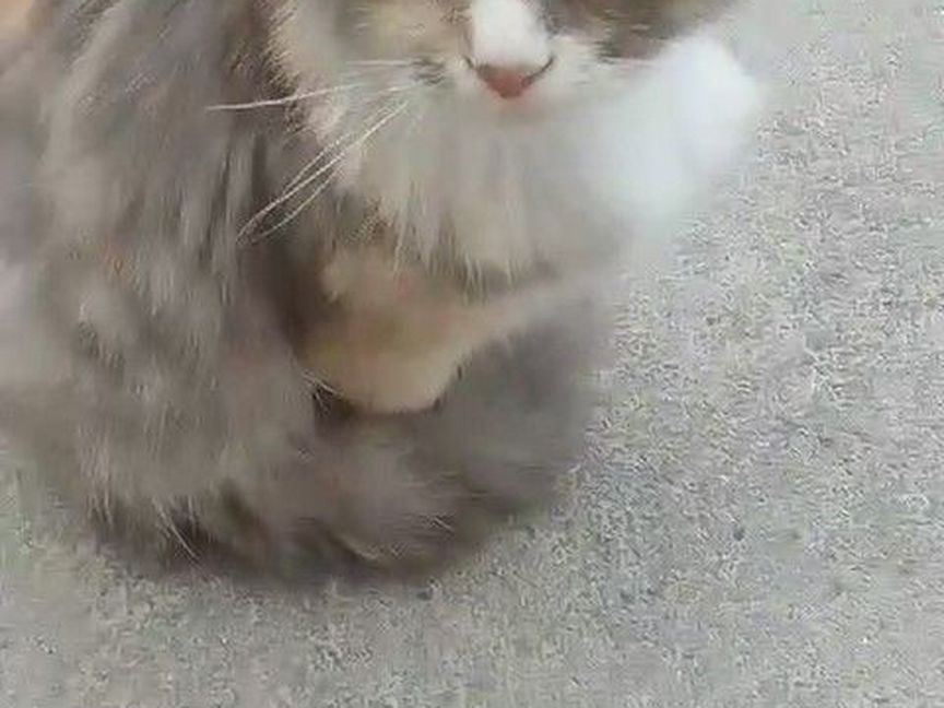 Ищем дом для бывшедомашней кошечки Ляли 1,5 года