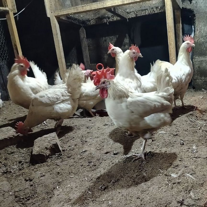 Куры несушки