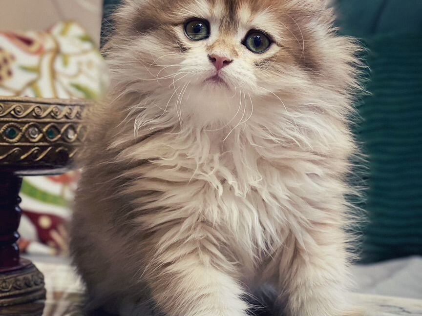 Золотой британский пушистик Нафаня