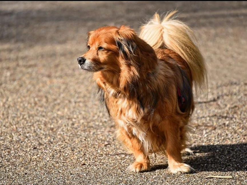 Щенки маленьких пород