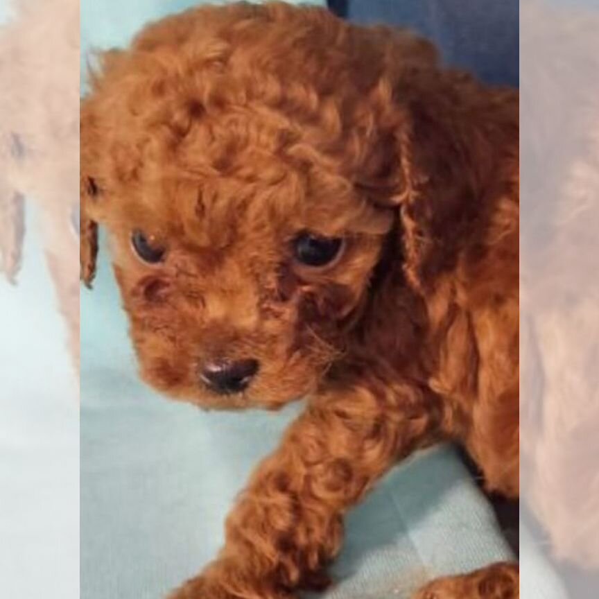 Той-пудель, щенок