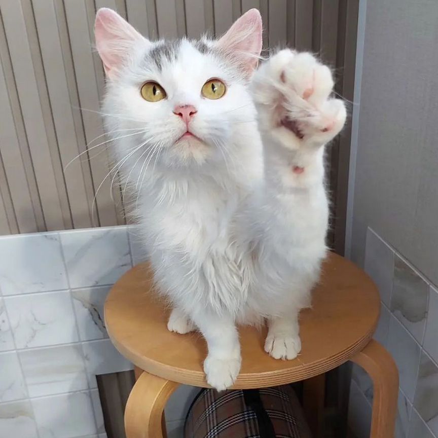 Котёнок в добрые руки