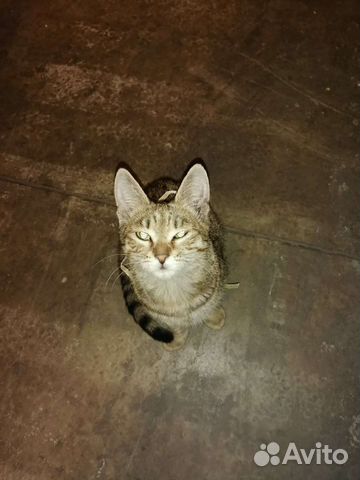 Котенок 4 месяца девочка ищет дом