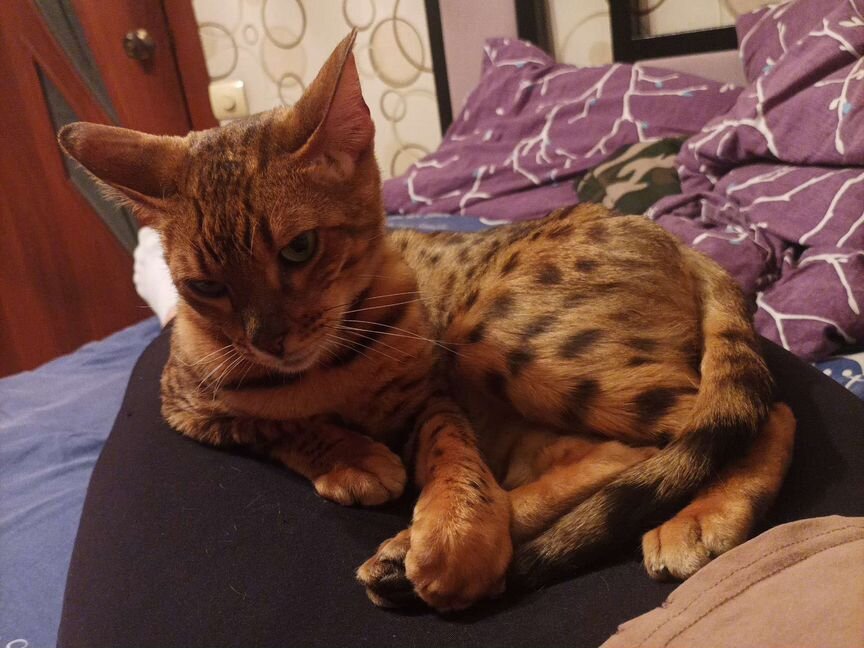Бенгальская кошка вязка