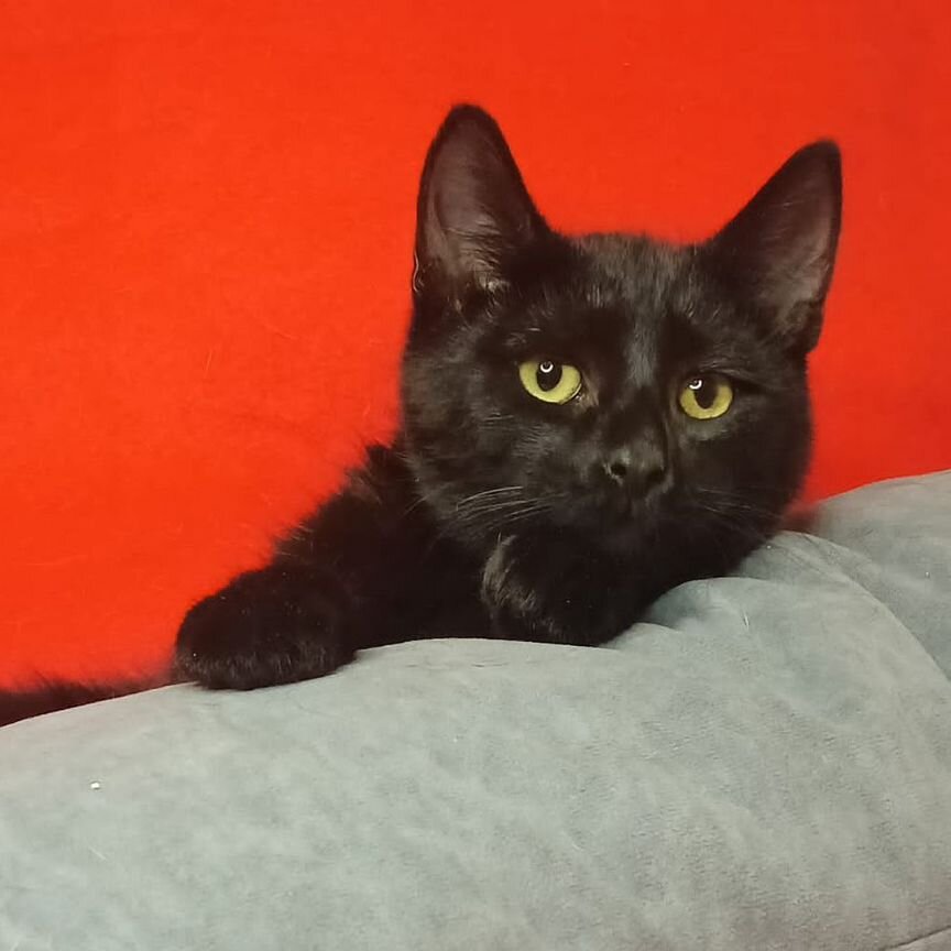 Котик ищет дом